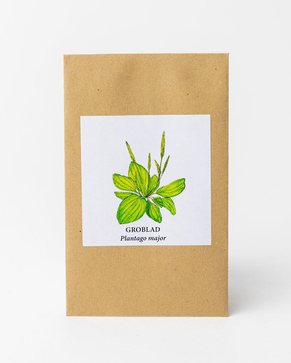 GROBLAD (Plantago major) – Nordiska Ängsfrön